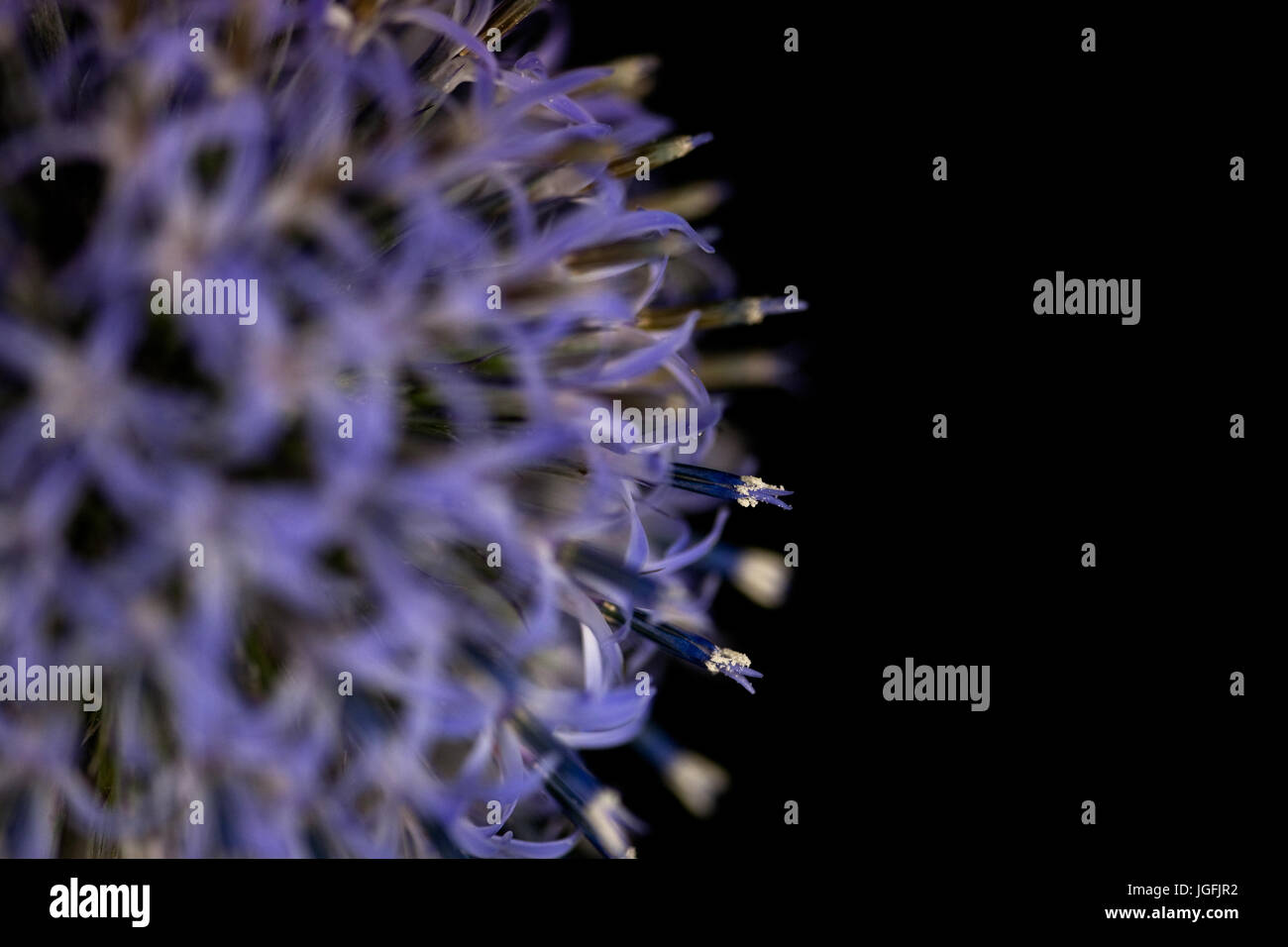 Veitchs blue globe thistle hi-res stock photography and images - Alamy