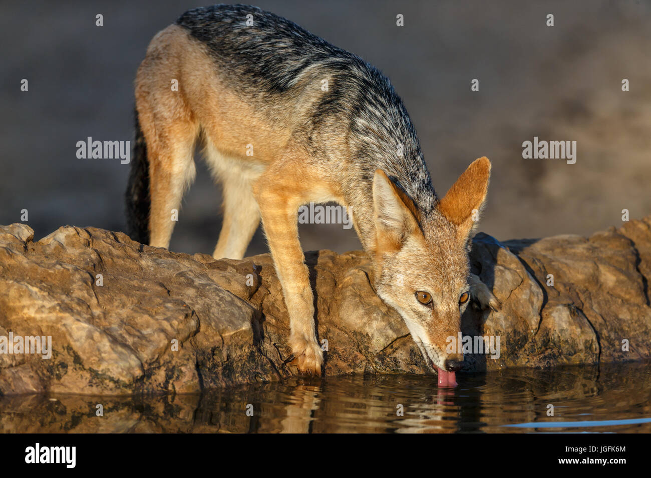 Black backed jackal Canis mesomelas drinking water at a water hole pre ...