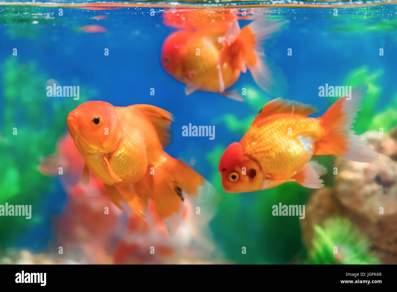 Goldfish in freshwater aquarium with green beautiful planted tropical ...