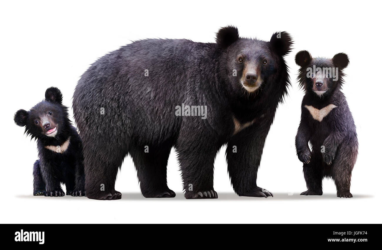 Asiatic black bear on a white background Stock Photo - Alamy