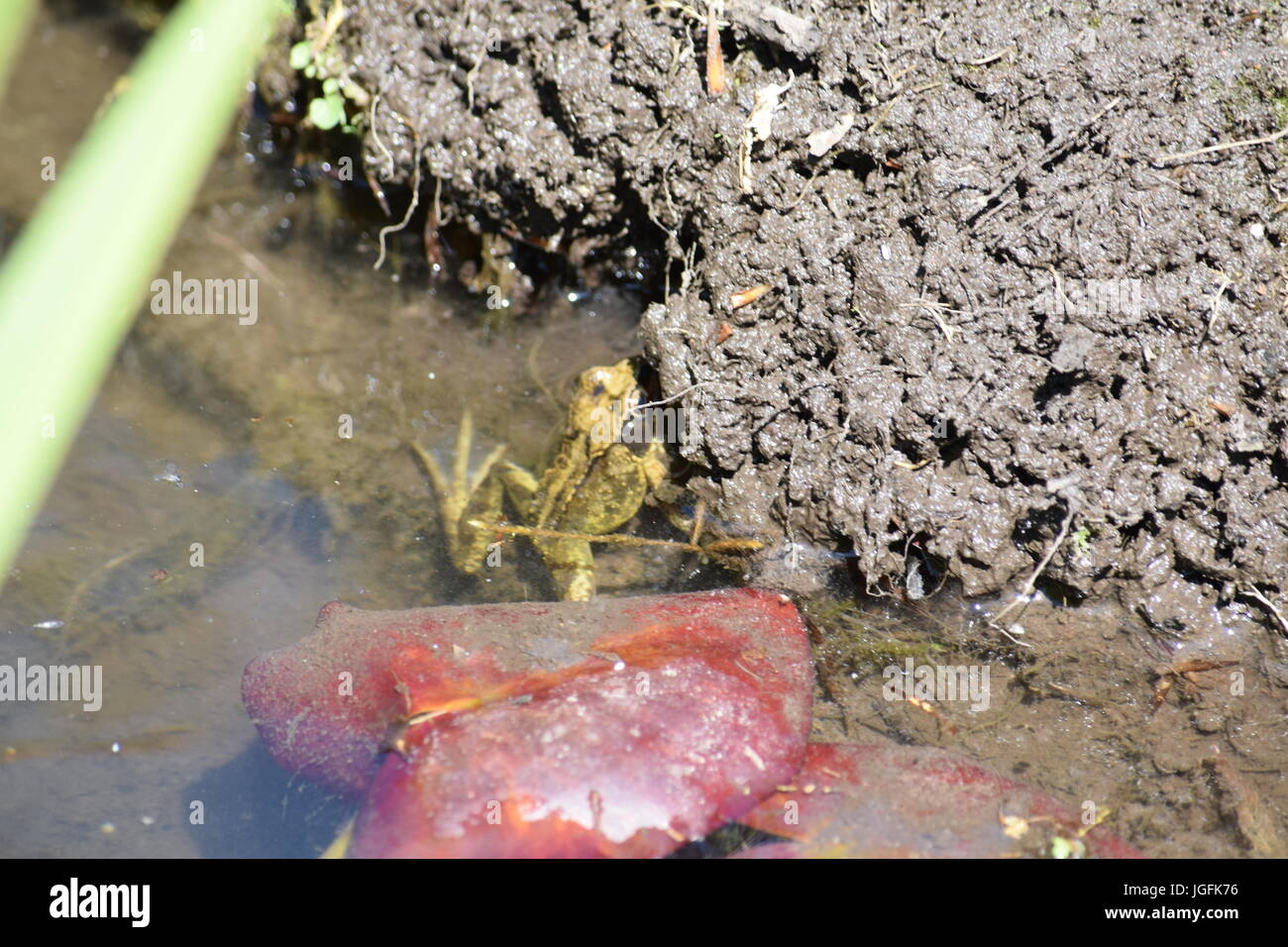 Frog in the muck Stock Photo - Alamy