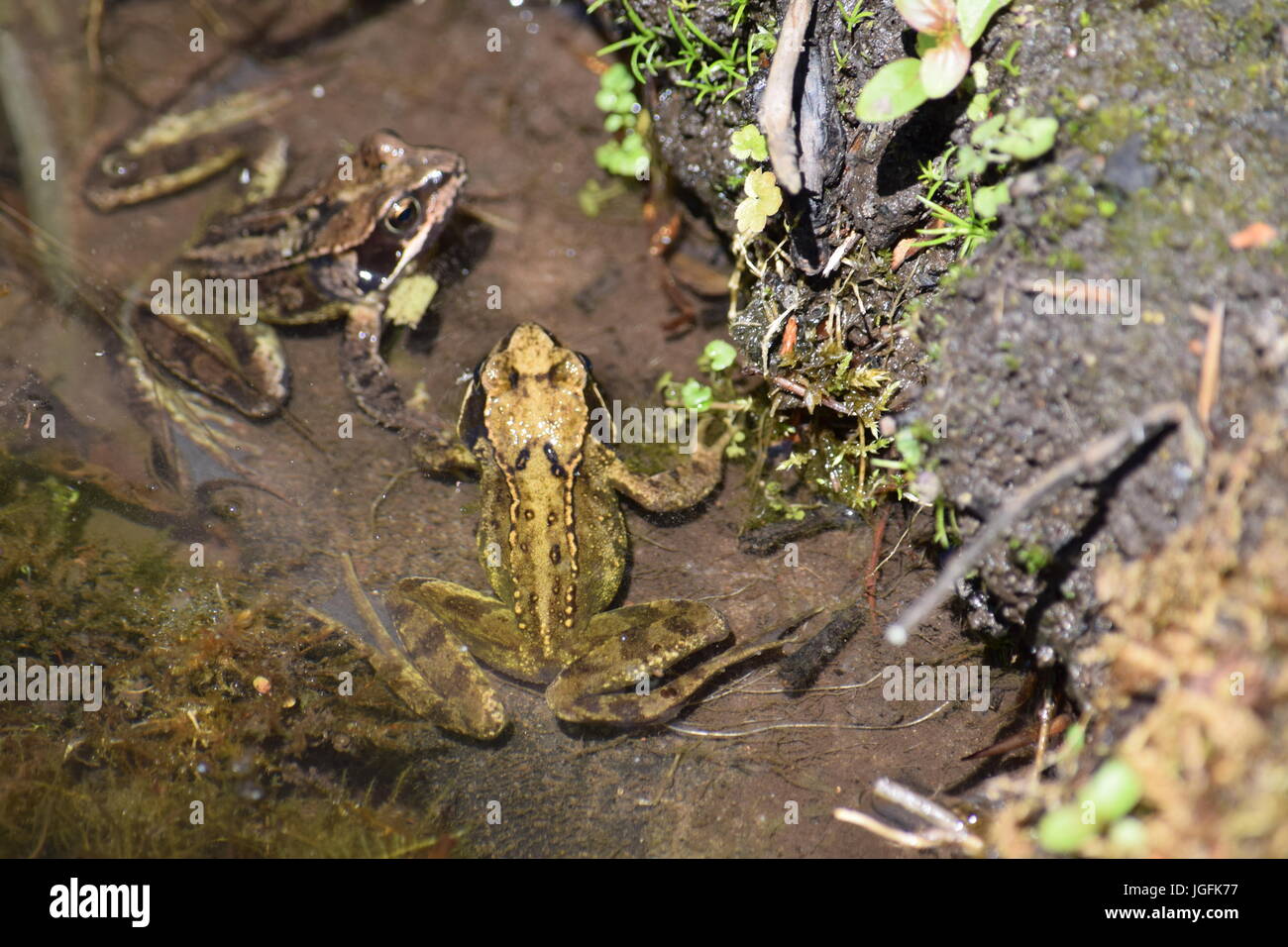 Water's edge frog Stock Photo - Alamy