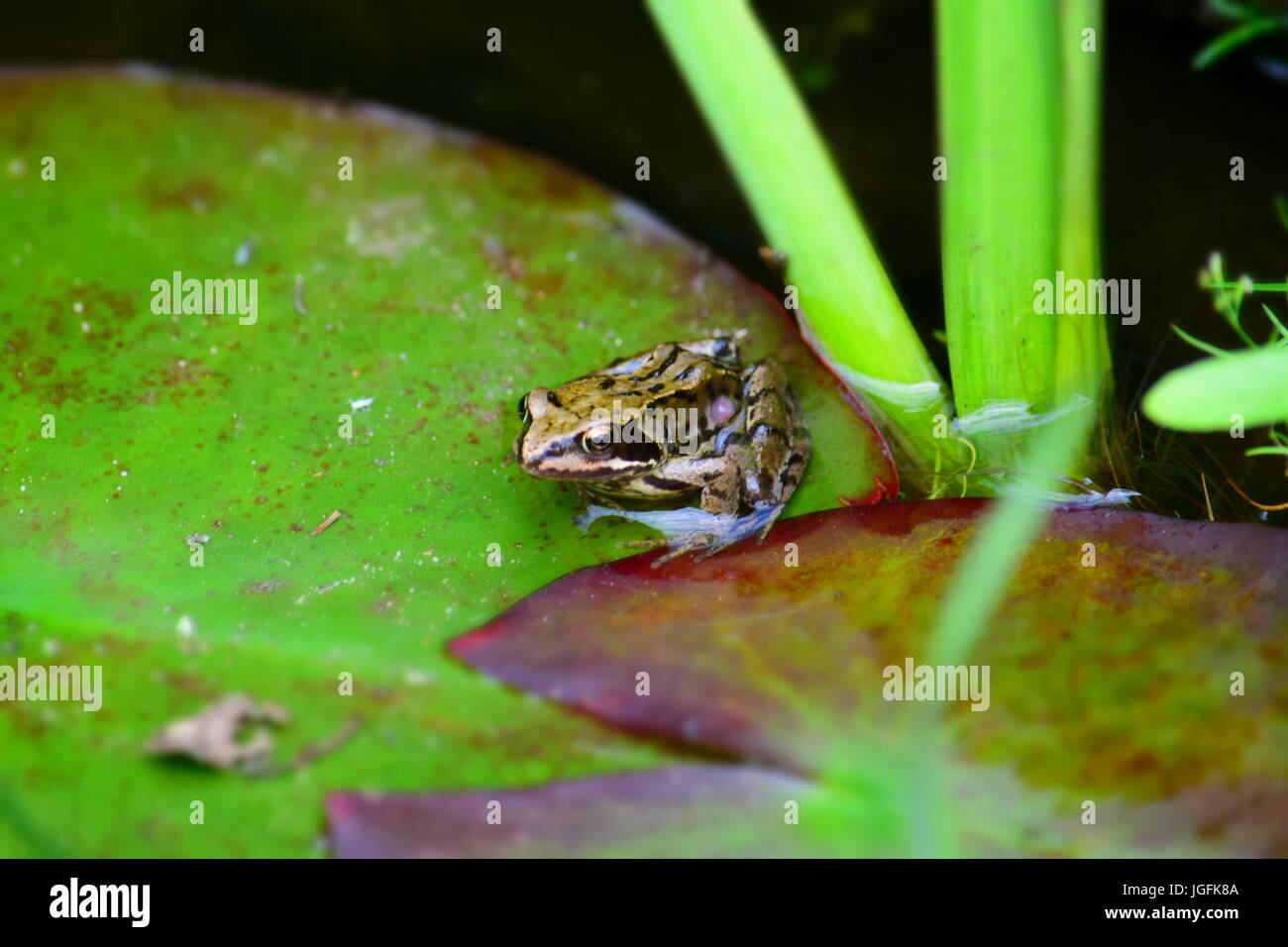 Squatting frog hi-res stock photography and images - Alamy