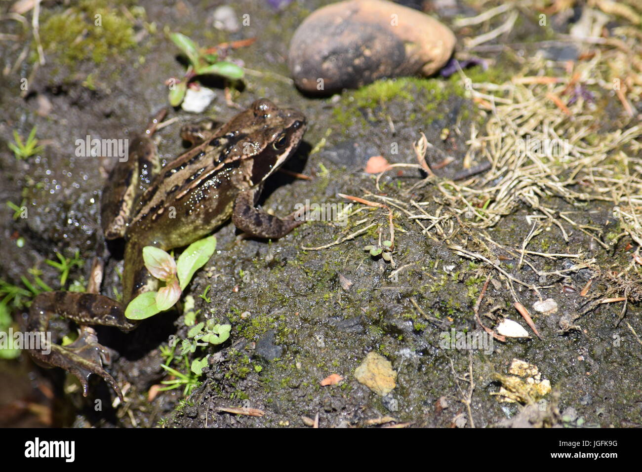 Frog on bank Stock Photo - Alamy
