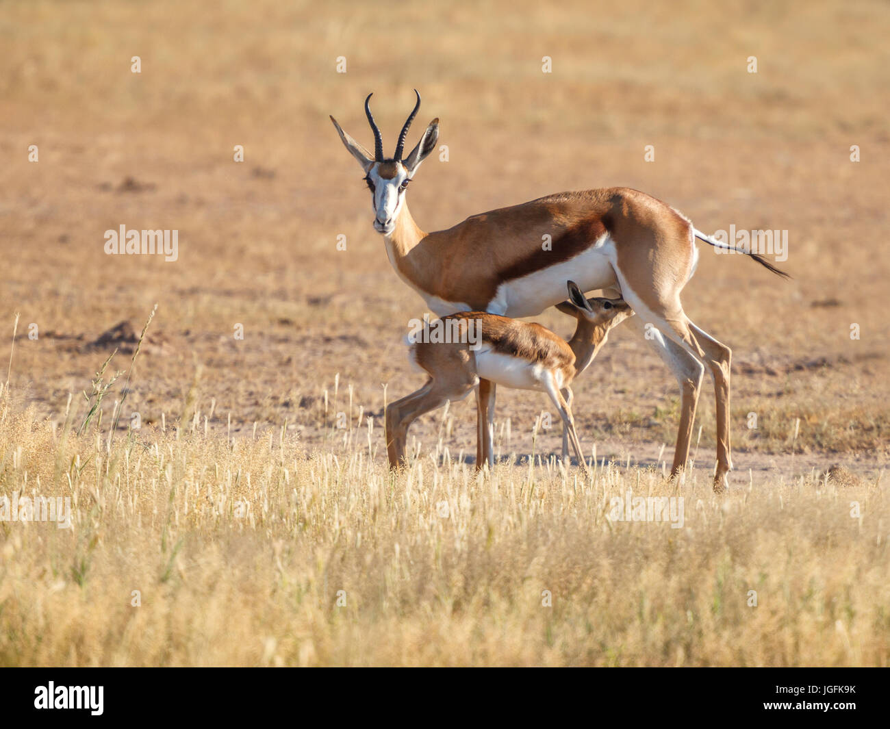 Springbok with suckling lamb Antidorcas marsupialis in the Kgalagadi ...