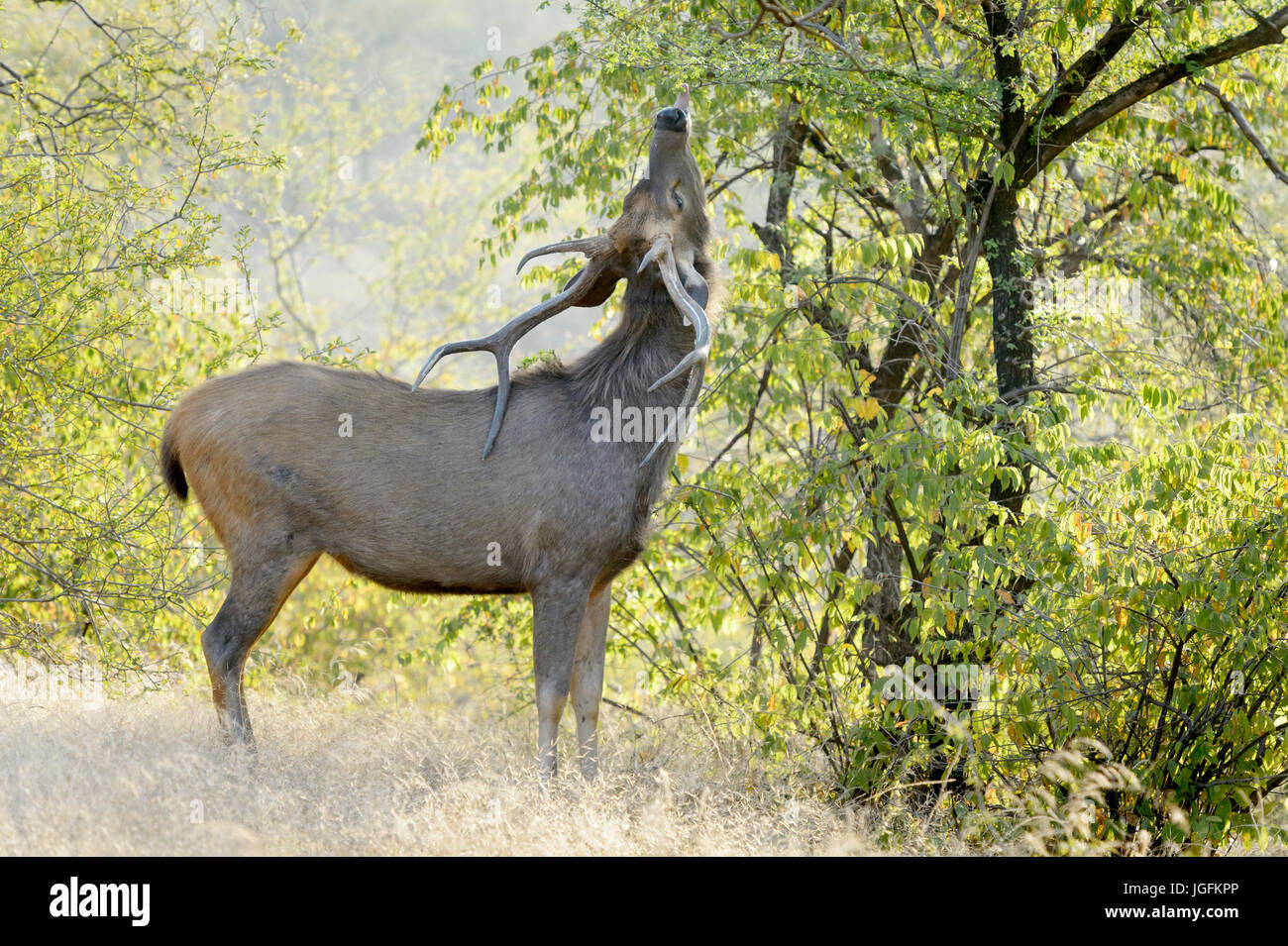 Sambar deer (Rusa unicolor, Cervus unicolor) stag, feeding on a tree ...