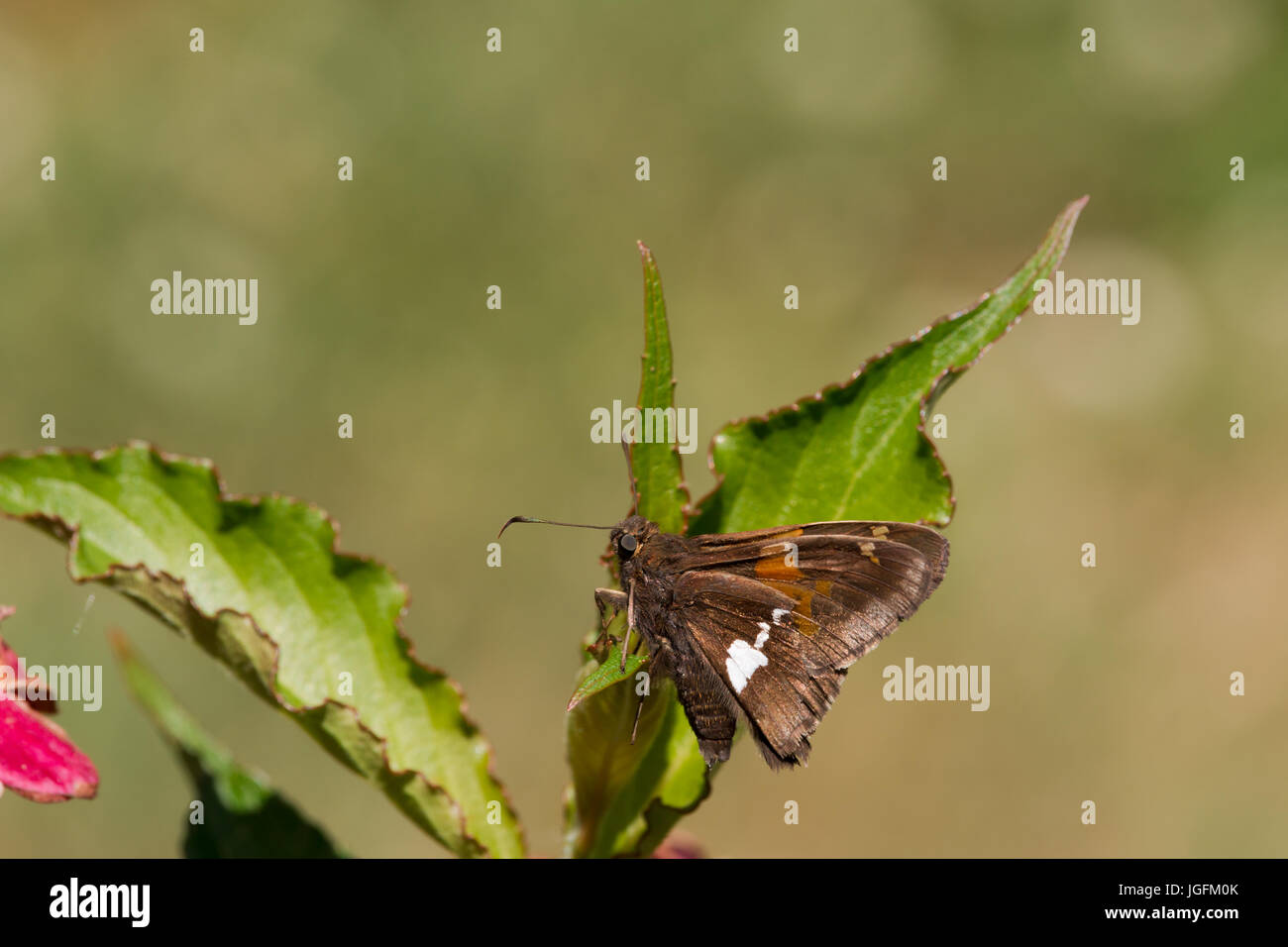 Fiery skipper butterfly hi-res stock photography and images - Alamy