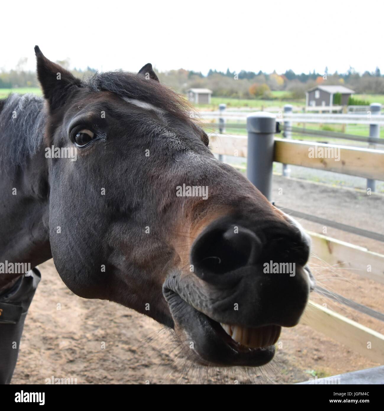 Black Horse Smile Funny Horse Smile And Making Faces Frontal In Camera