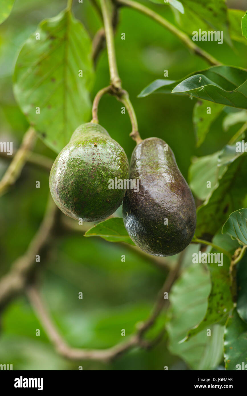 Avocado tree hi-res stock photography and images - Alamy