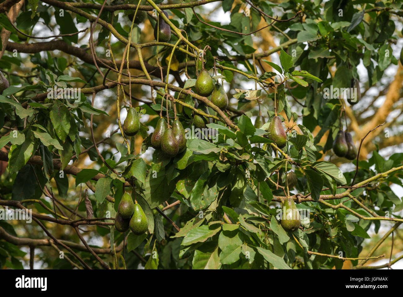 Avocado tree hi-res stock photography and images - Alamy