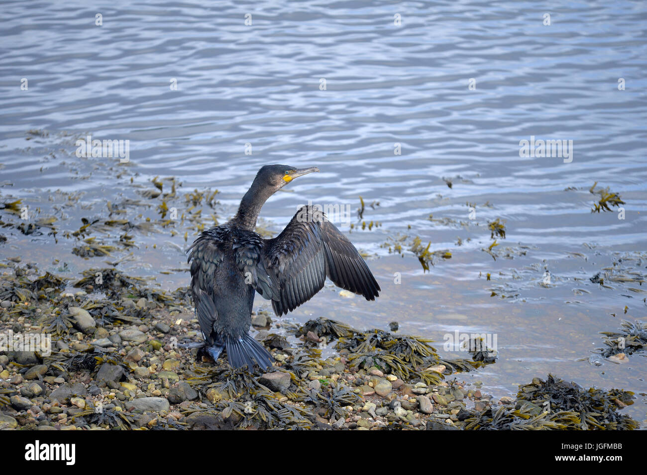 Bird with broken wing hi-res stock photography and images - Alamy