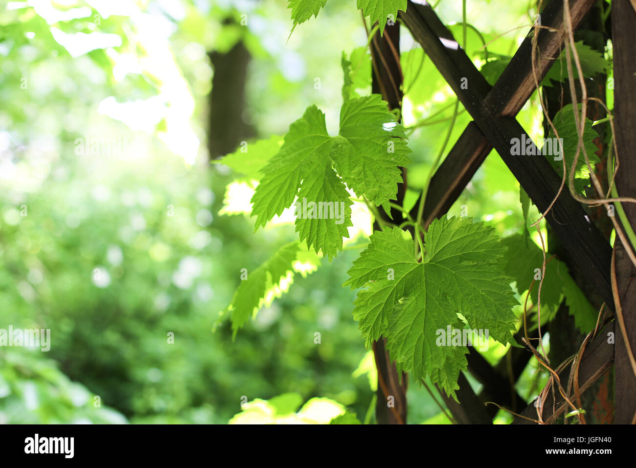 Grapevine leaves closeup Stock Photo - Alamy