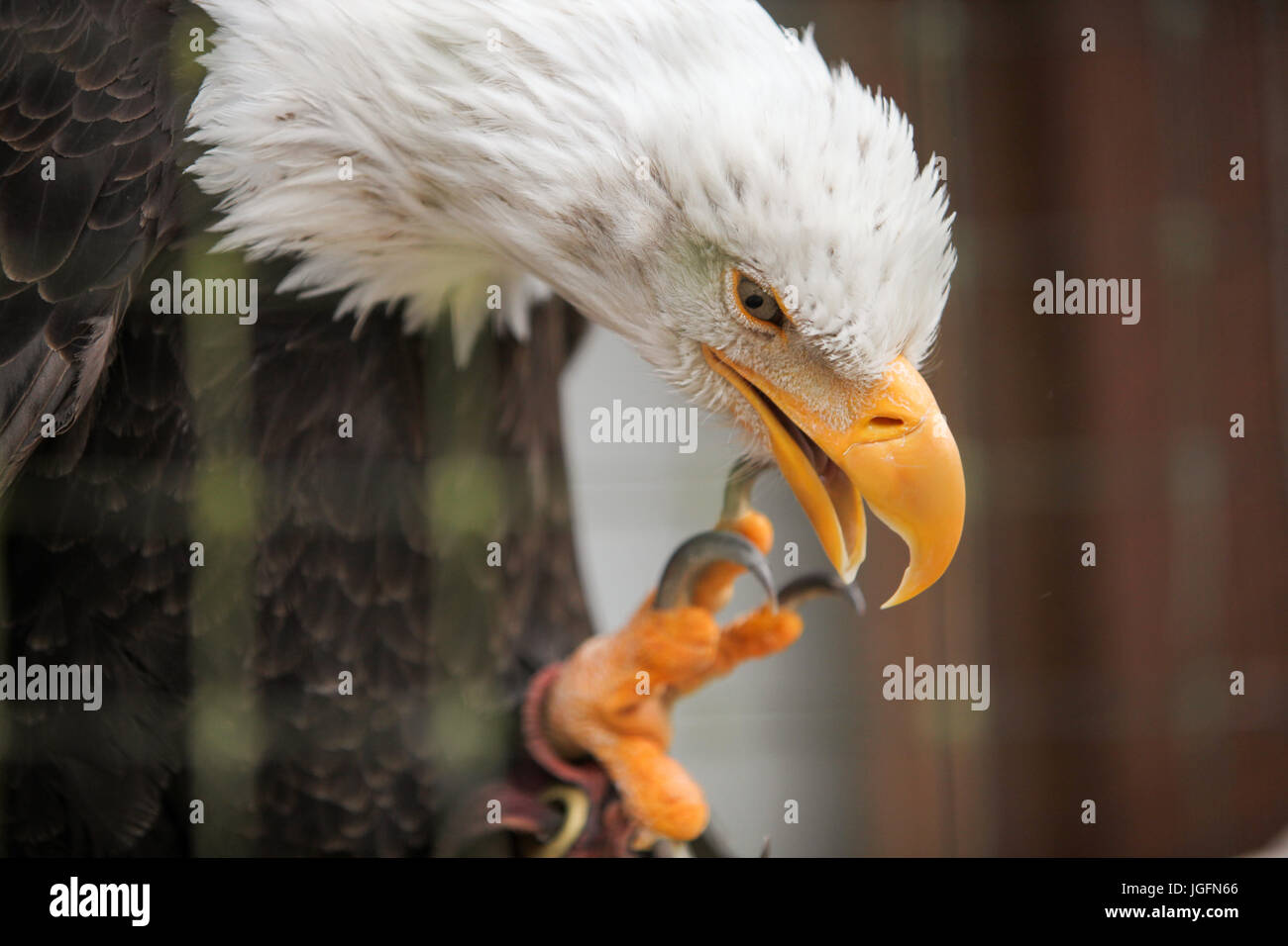 Alaska Close Up A Bald Eagle High Resolution Stock Photography and ...