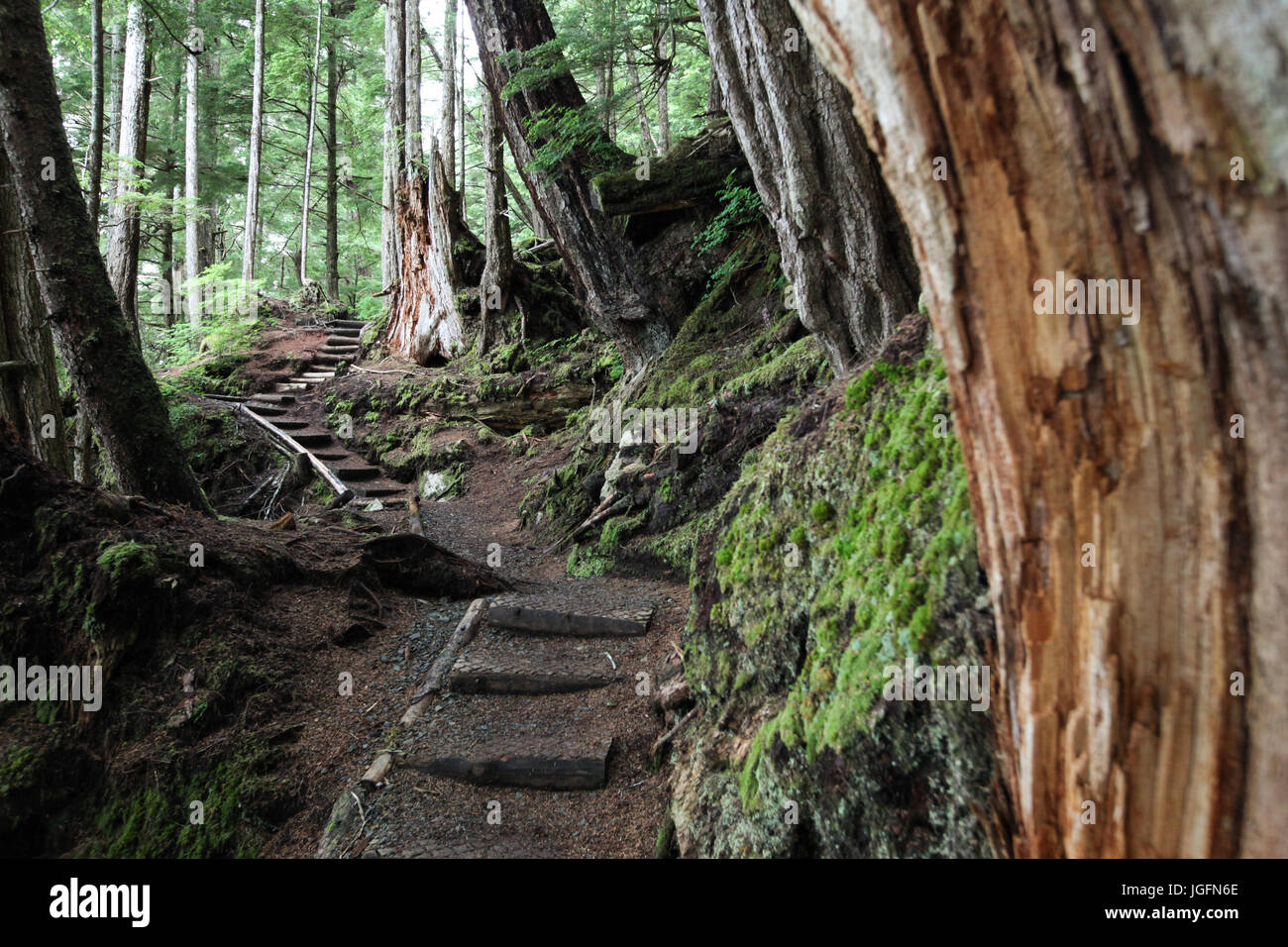 Manicured trees hi-res stock photography and images - Alamy