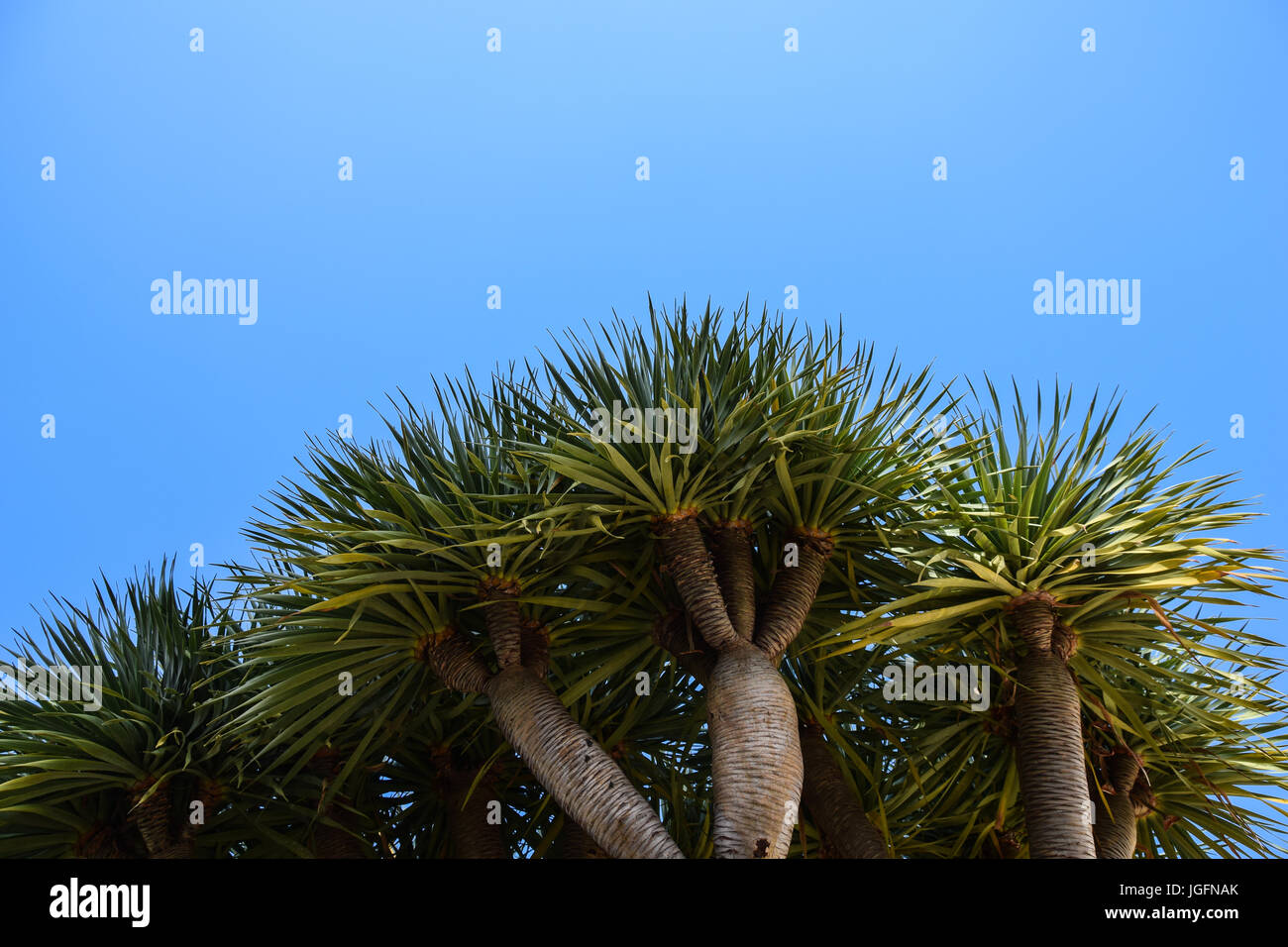 Endemic in cape verde hi-res stock photography and images - Alamy