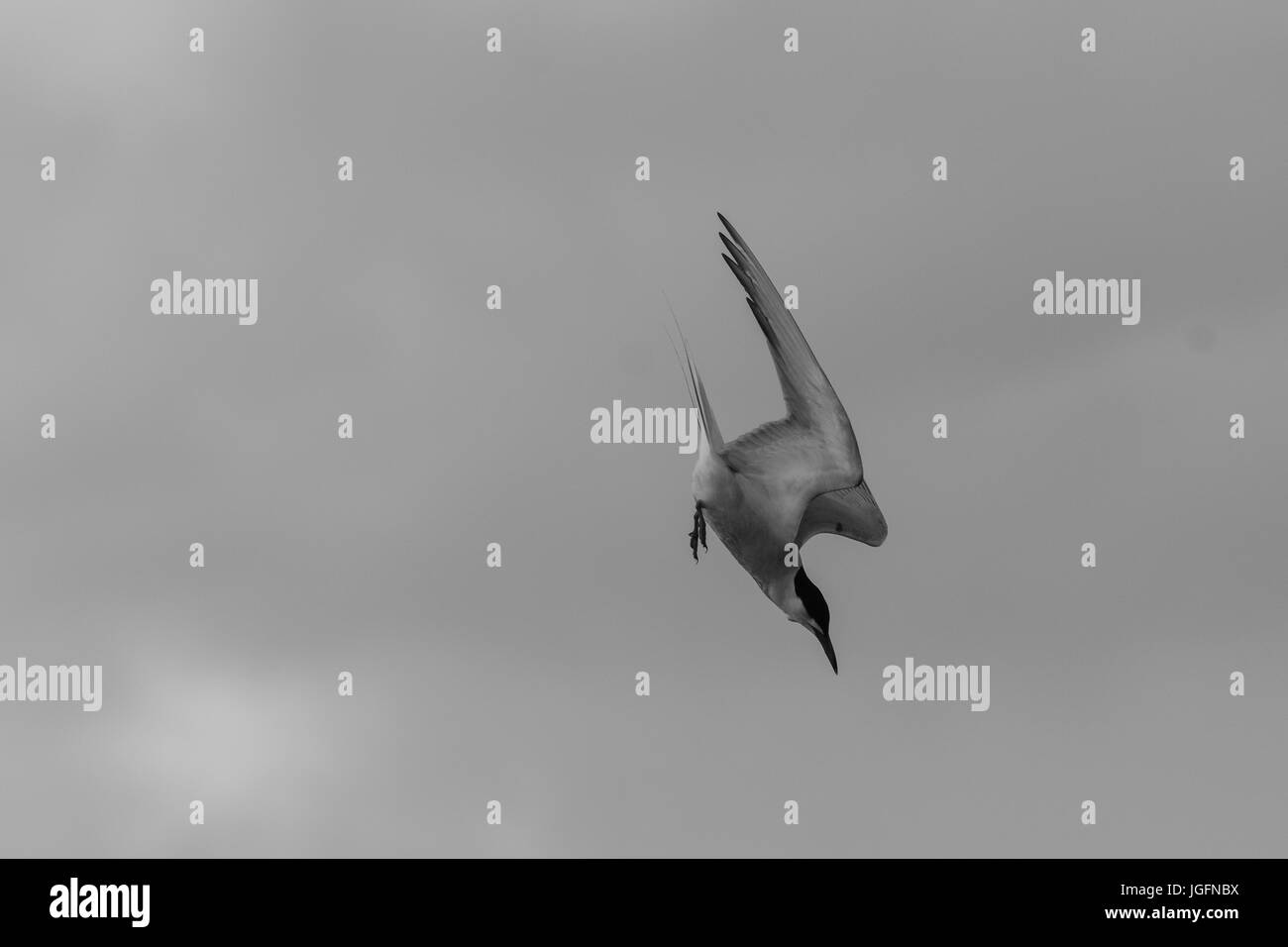 Common Tern in dive position Stock Photo - Alamy
