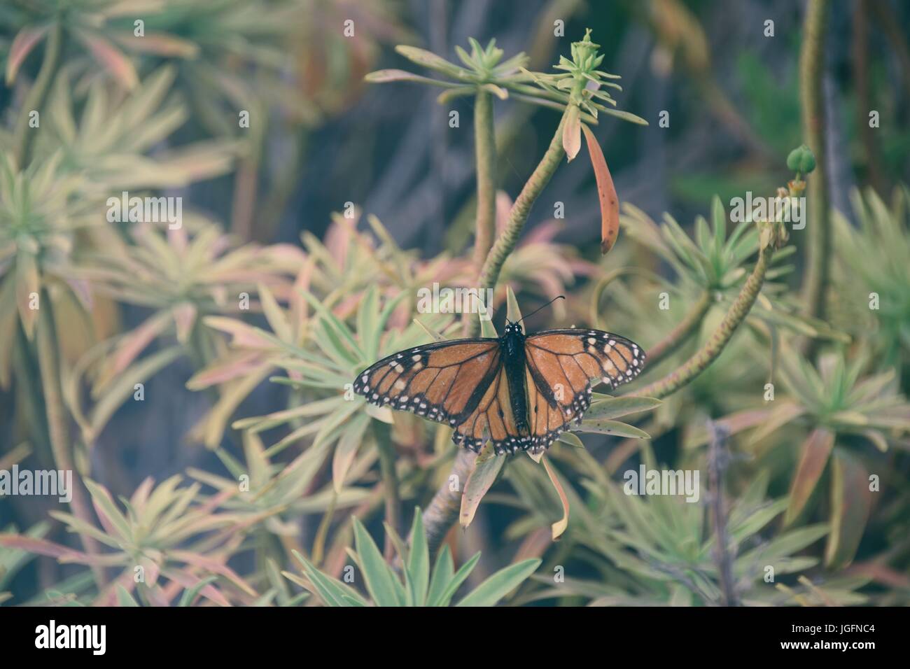 Large orange monarch butterfly on green vegetation Stock Photo - Alamy