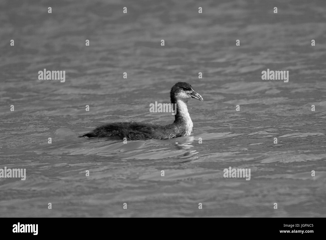 Chick outdoors Black and White Stock Photos & Images - Alamy