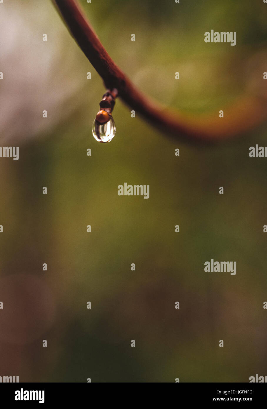 Raindroplet hi-res stock photography and images - Alamy