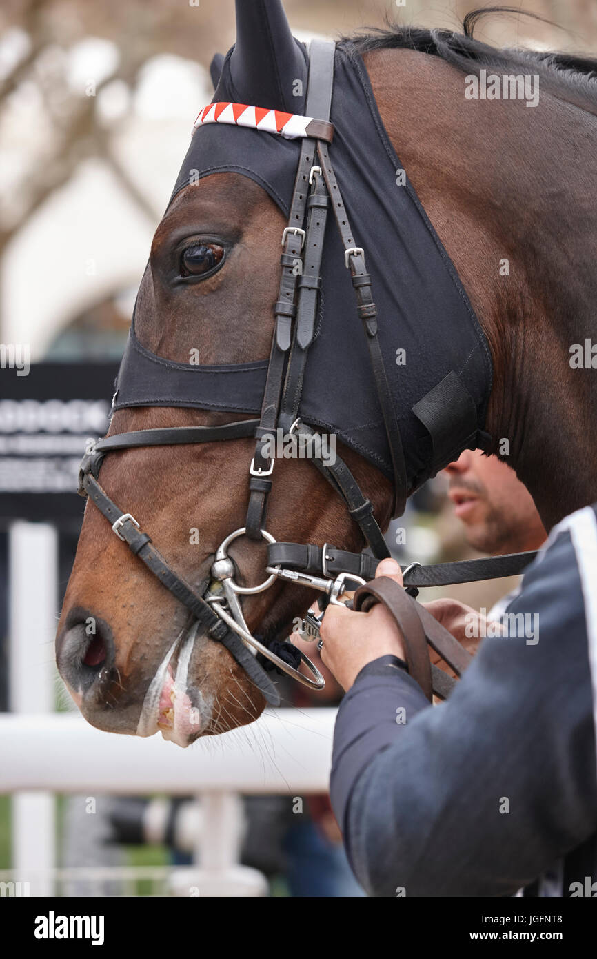 Race horse head ready to run. Paddock area. Vertical Stock Photo - Alamy