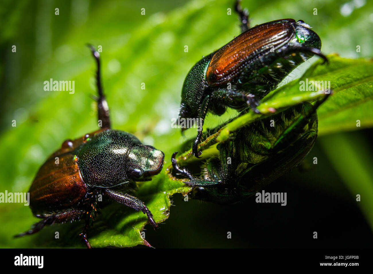 Japanese beetles hi-res stock photography and images - Alamy