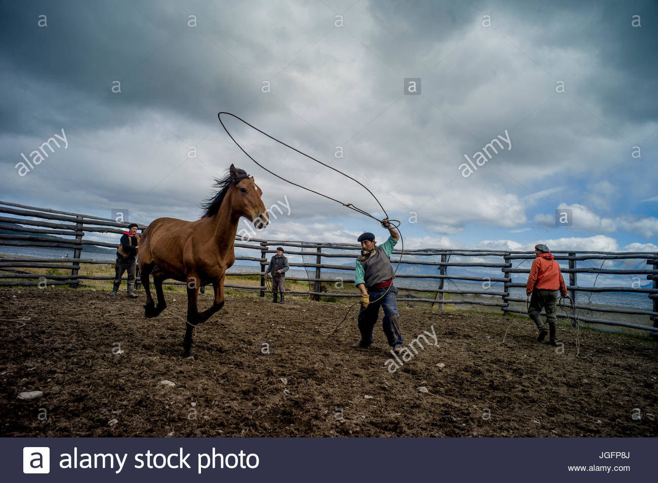 Lassoed Stock Photos & Lassoed Stock Images - Alamy