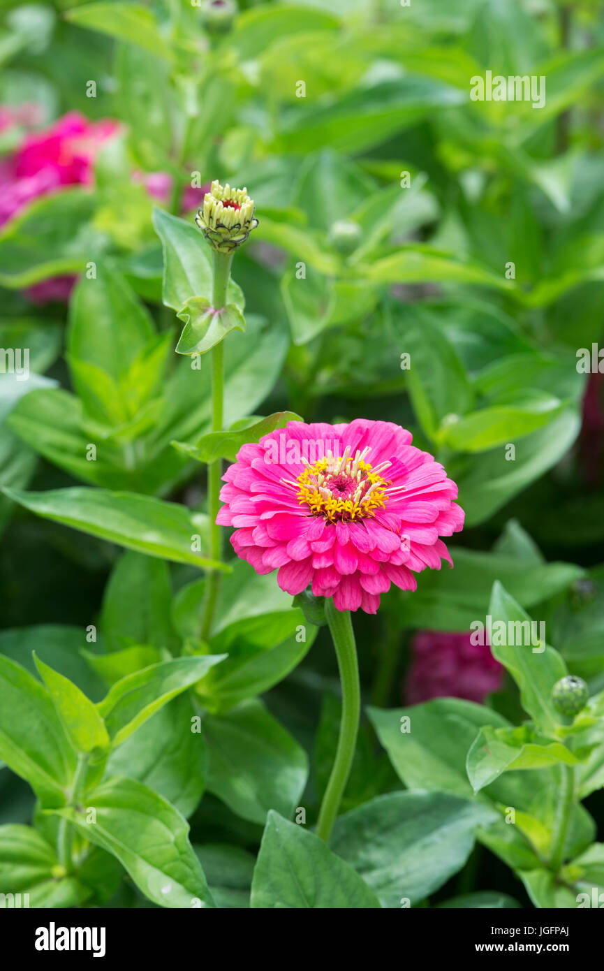 Zinnia elegans benarys giant bright pink hi-res stock photography and ...