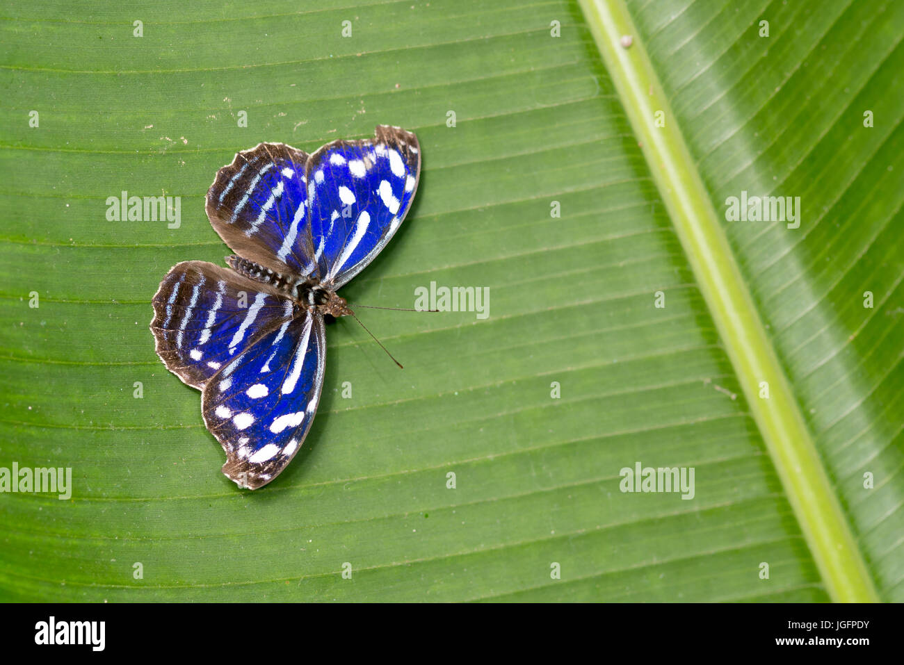 Myscella cyaniris hi-res stock photography and images - Alamy