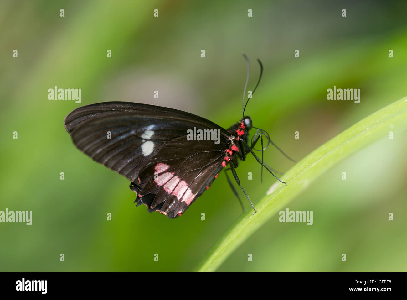 Papilio idaeus hi-res stock photography and images - Alamy