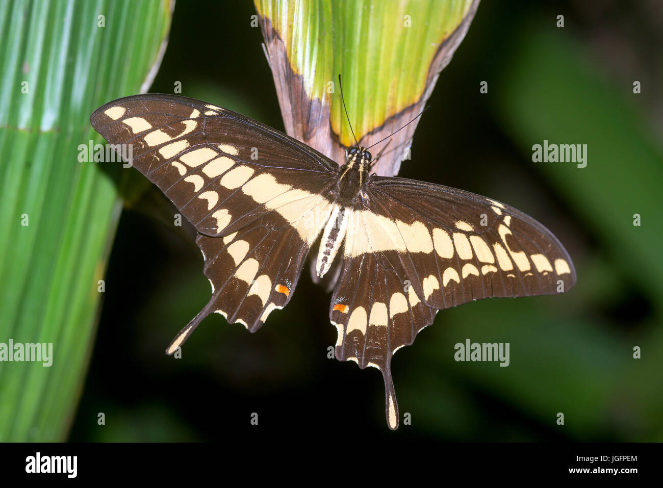 king Swallowtail, “Papilo thoas”-Greentique Wildlife Refuge-Manuel ...