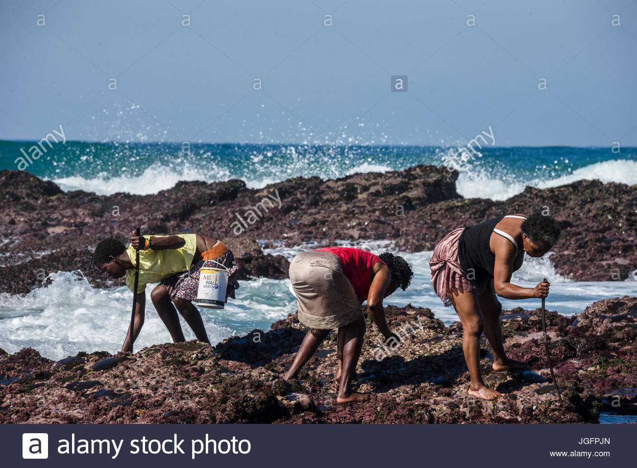Limpets Stock Photos & Limpets Stock Images - Alamy