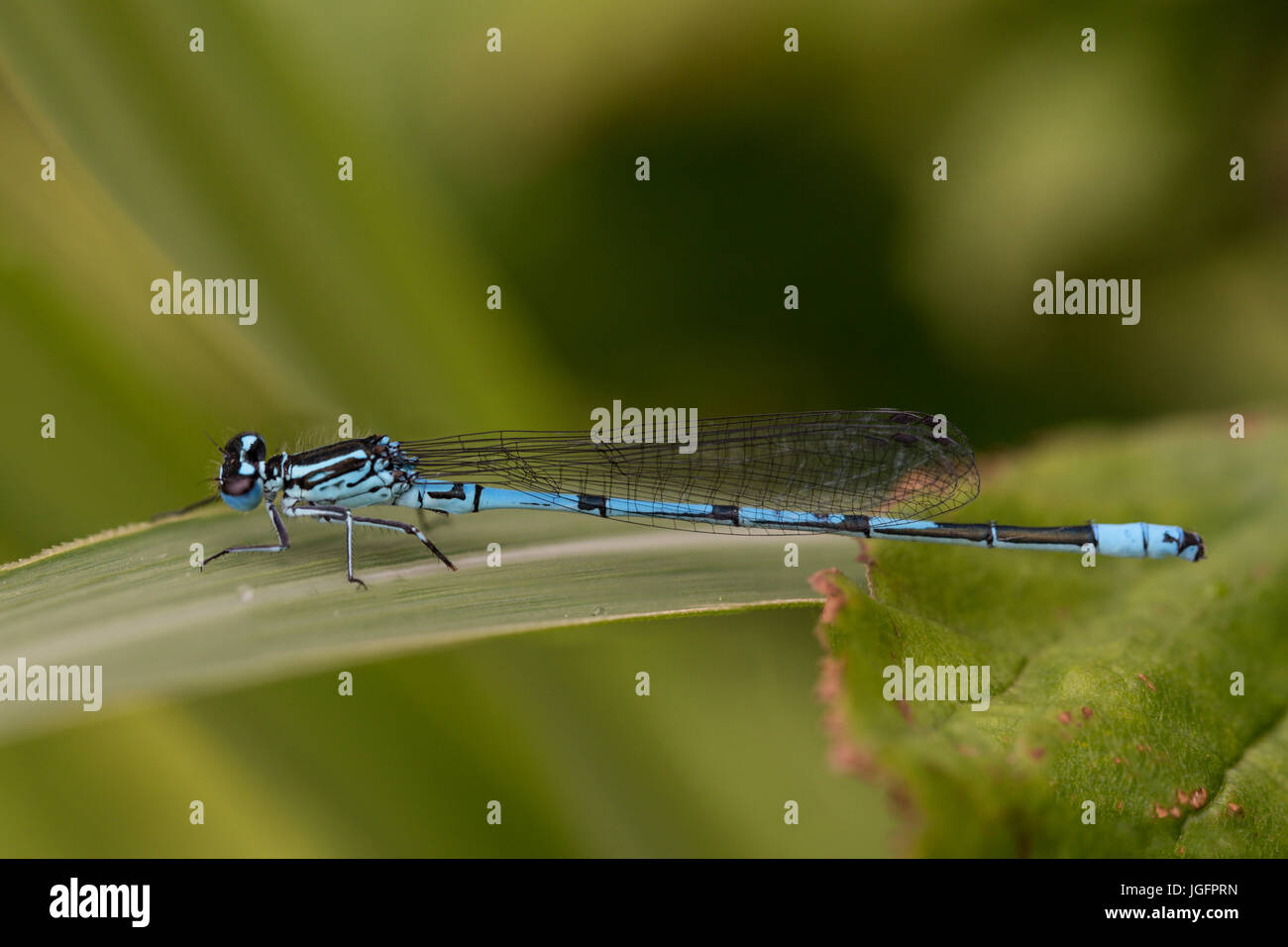 Most beautiful dragonfly hi-res stock photography and images - Alamy