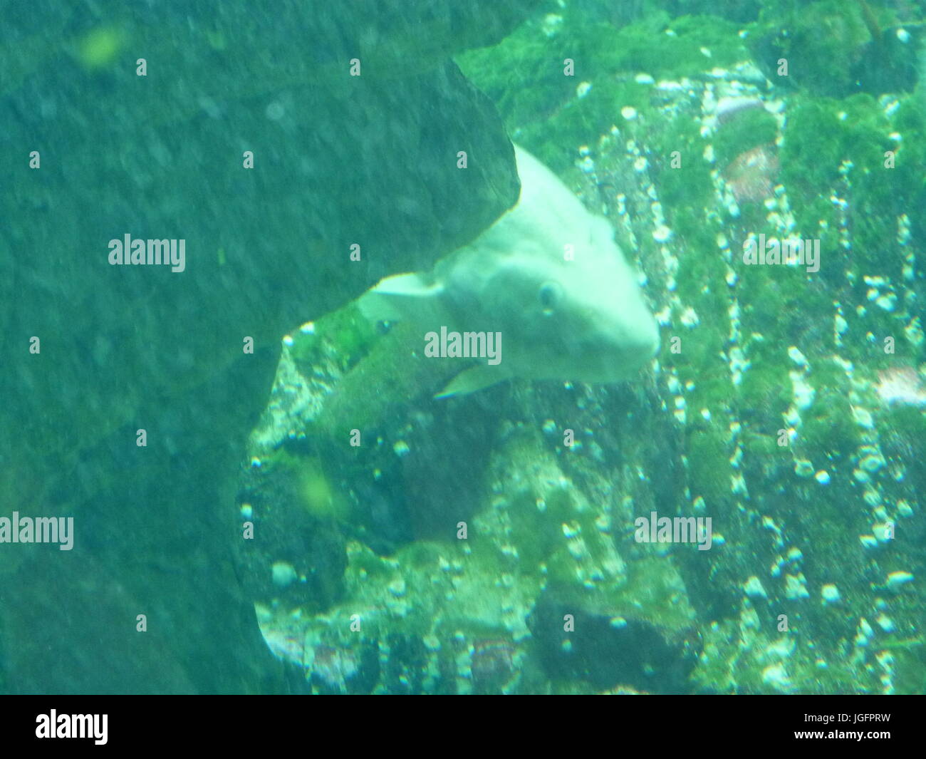 Fish behind rock hi-res stock photography and images - Alamy