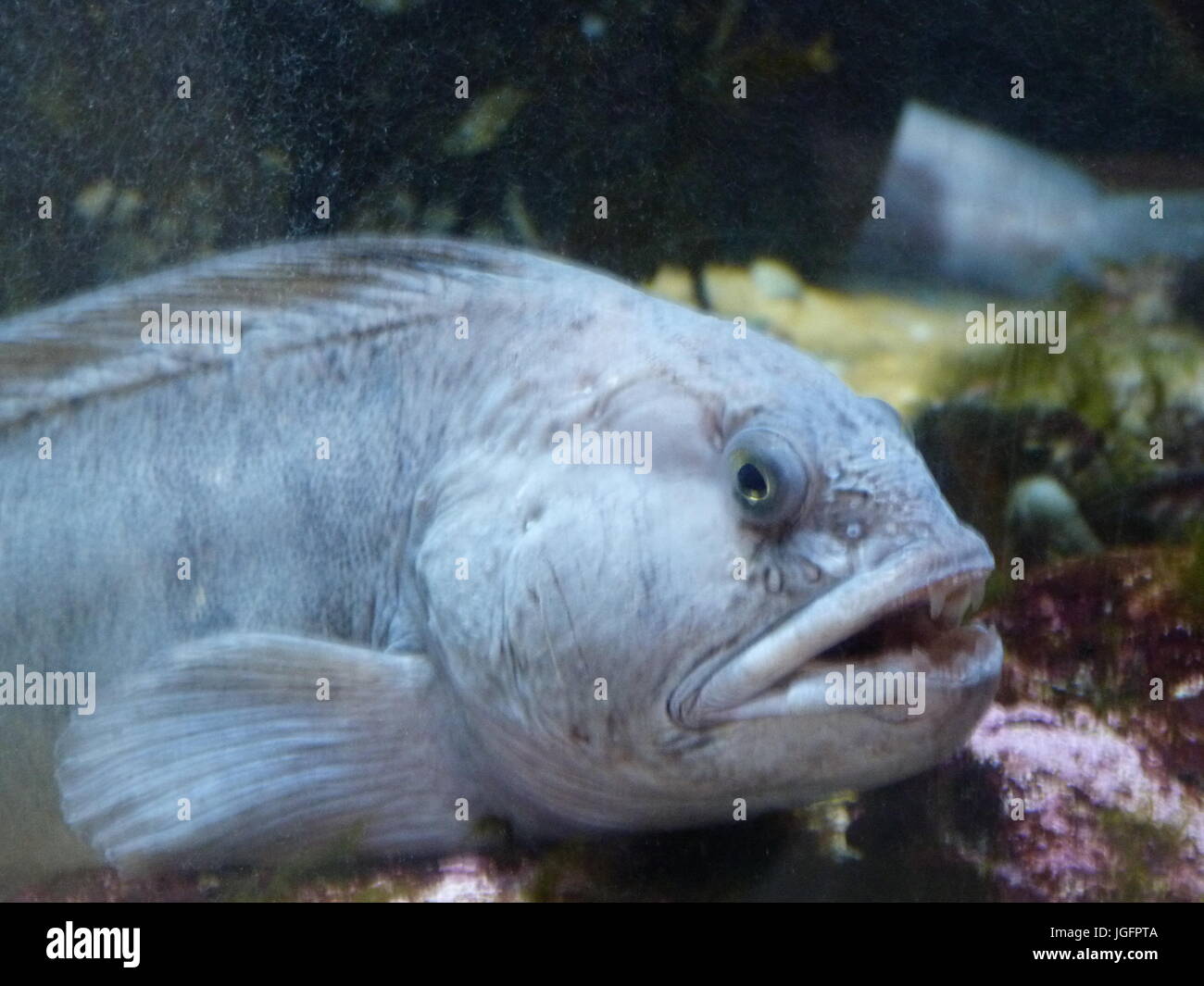 Big white fish Stock Photo - Alamy