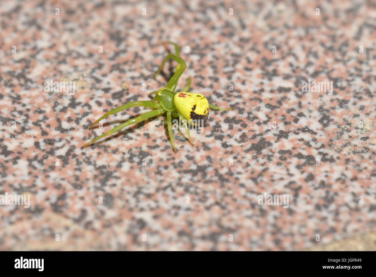 spider insects in the spring on the meadow Stock Photo - Alamy