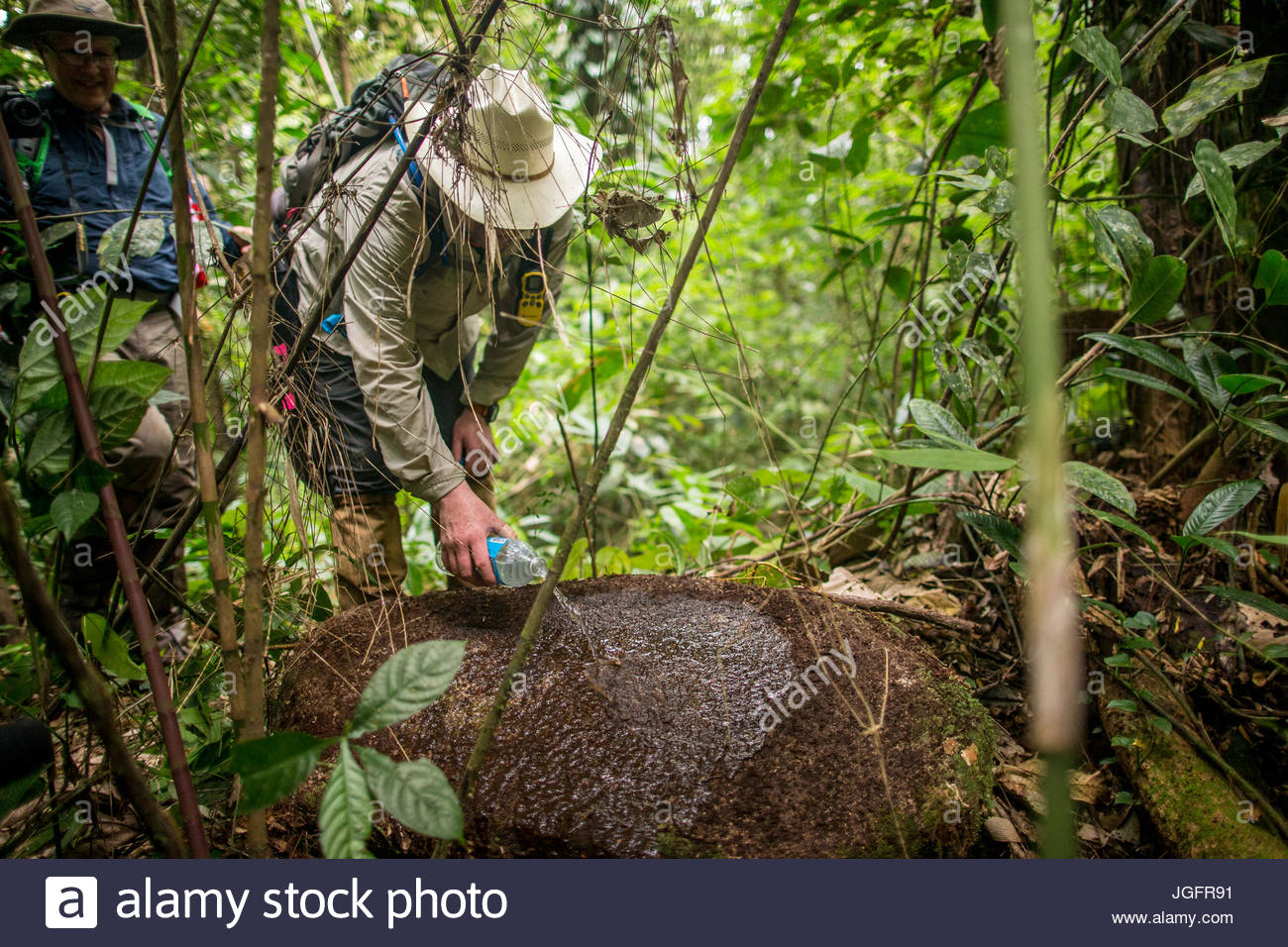 Mosquitia Jungle High Resolution Stock Photography and Images - Alamy