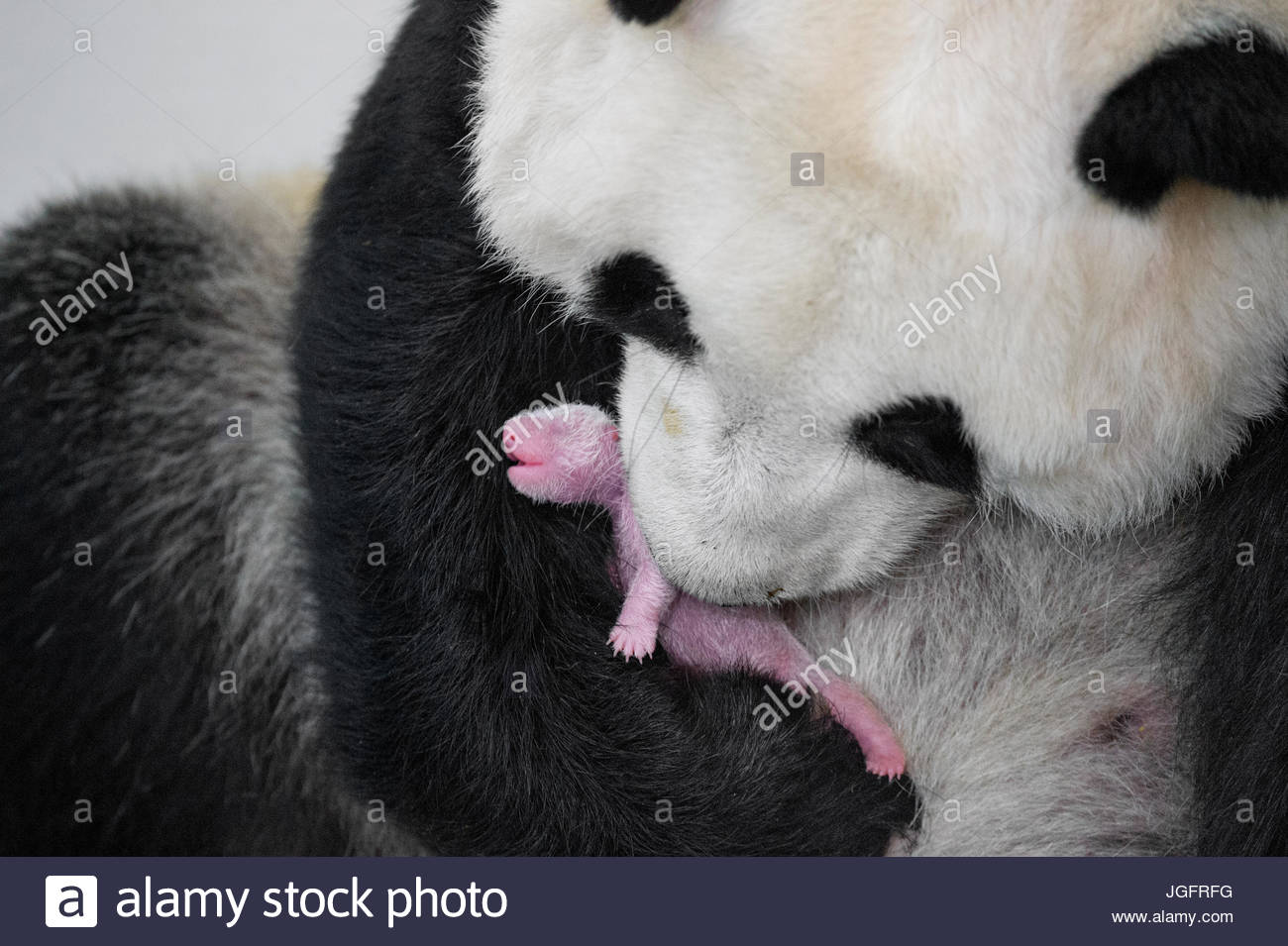 Infant Animals High Resolution Stock Photography and Images - Alamy
