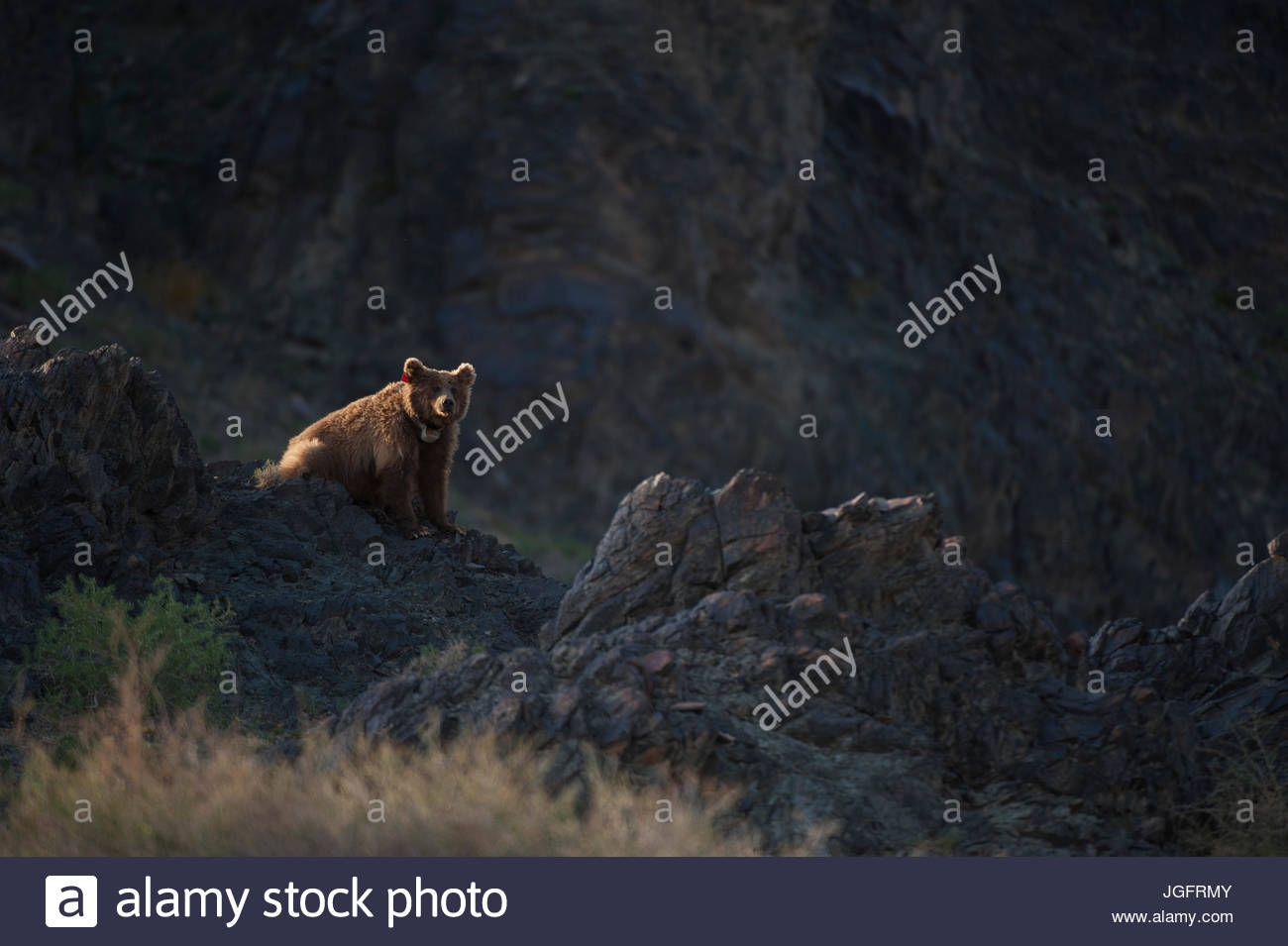 Radio Tracking Collar High Resolution Stock Photography and Images - Alamy