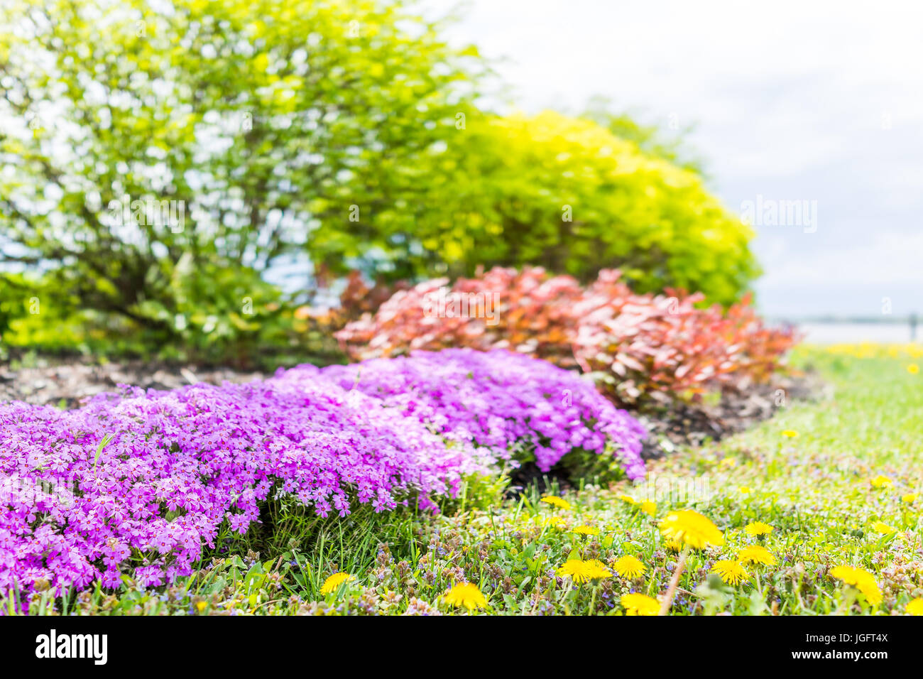 Creeping Phlox Purple Beauty flowers bush in Quebec, Canada by St ...