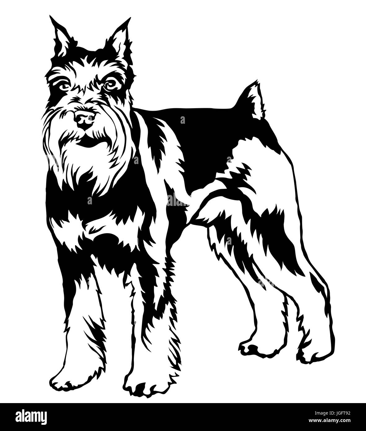 Decorative portrait of standing in profile dog Miniature Schnauzer ...