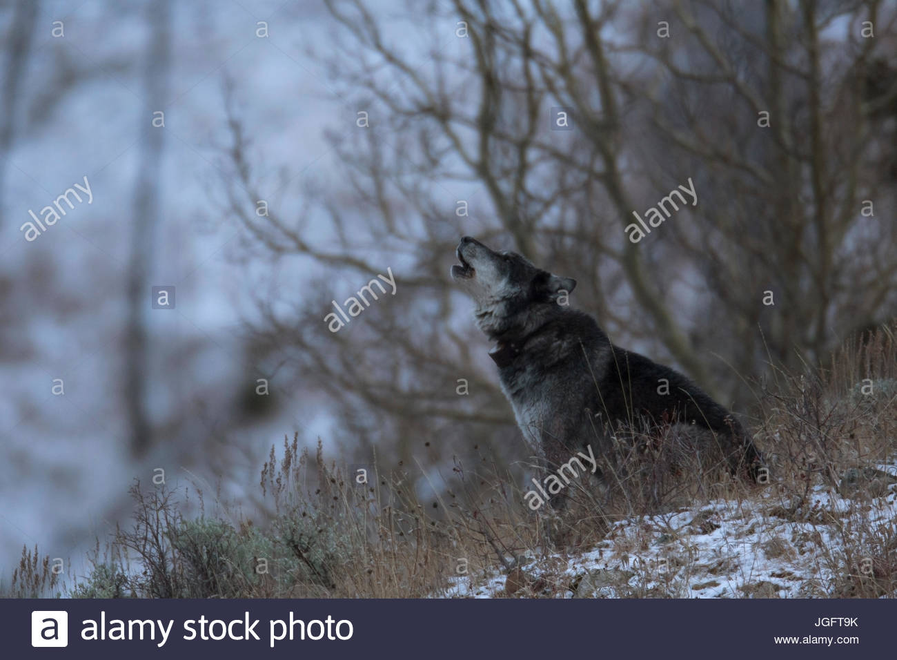 Alpha Wolf Stock Photos & Alpha Wolf Stock Images - Alamy
