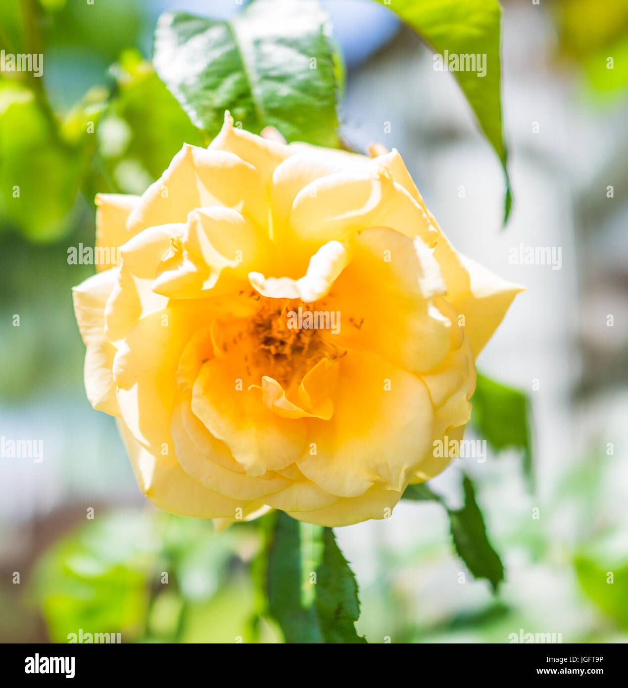 Pale yellow rose hi-res stock photography and images - Alamy