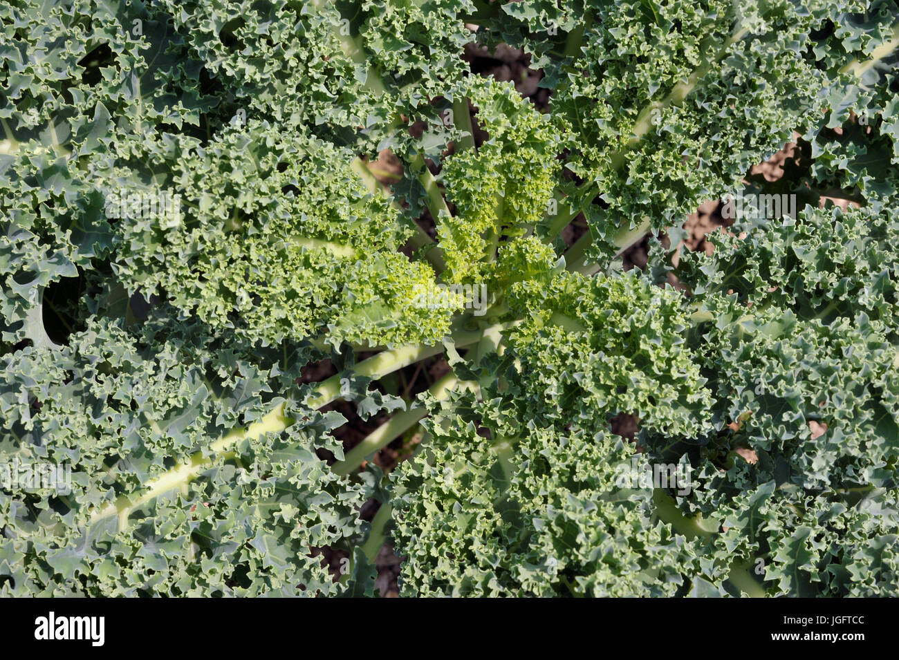 Curly Kale a crinkly cabbage, loose leaves form a rosette as the plants ...