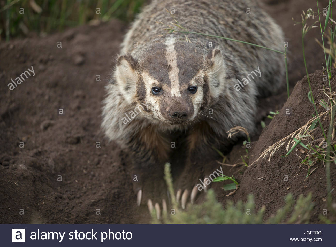 Badger Digging Stock Photos & Badger Digging Stock Images - Alamy