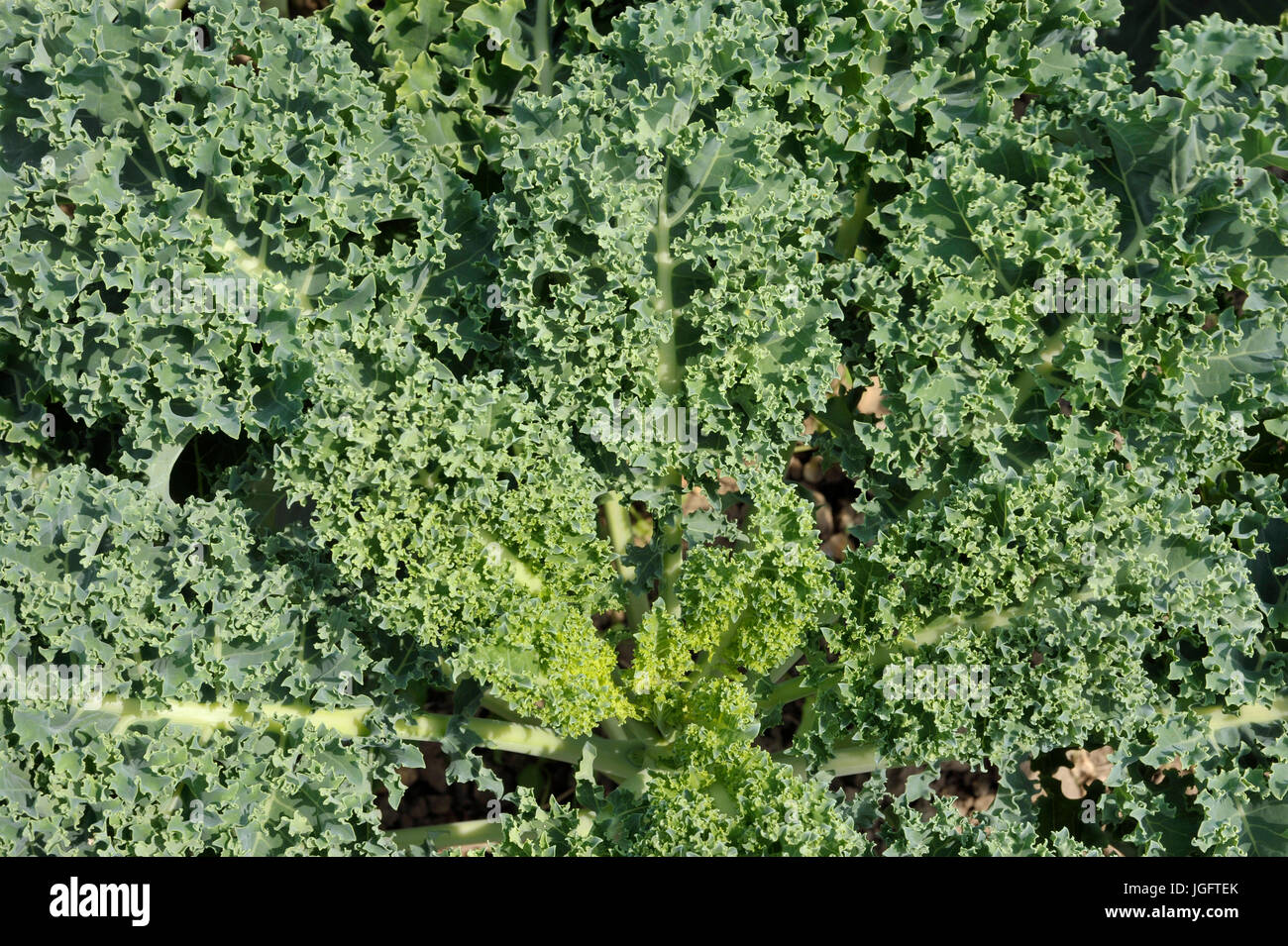 Curly Kale a crinkly cabbage, loose leaves form a rosette as the plants ...