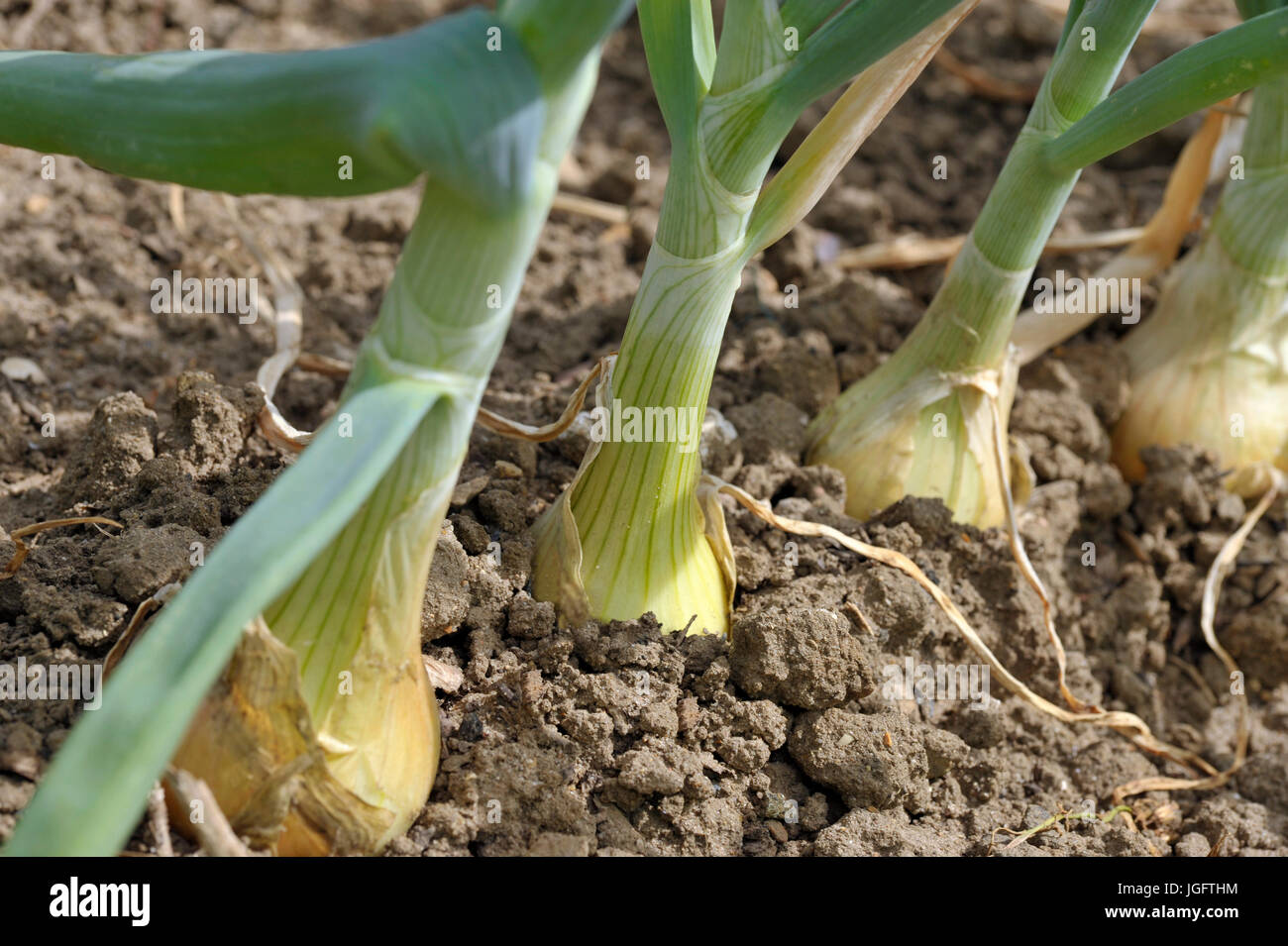 Onions, allium cepa variety Sturon grown from onion sets in a vegetable ...