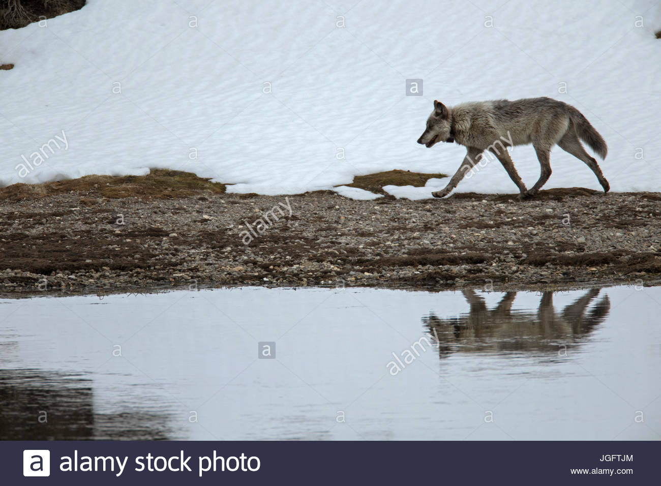 Wolf Collar High Resolution Stock Photography and Images - Alamy