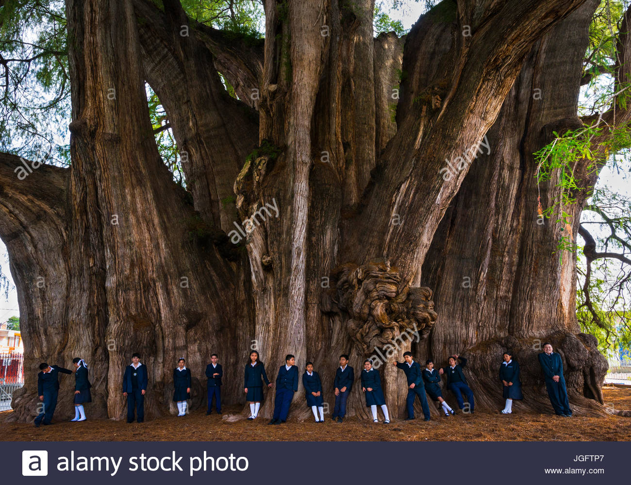 Arbol Del Tule Stock Photos & Arbol Del Tule Stock Images - Alamy