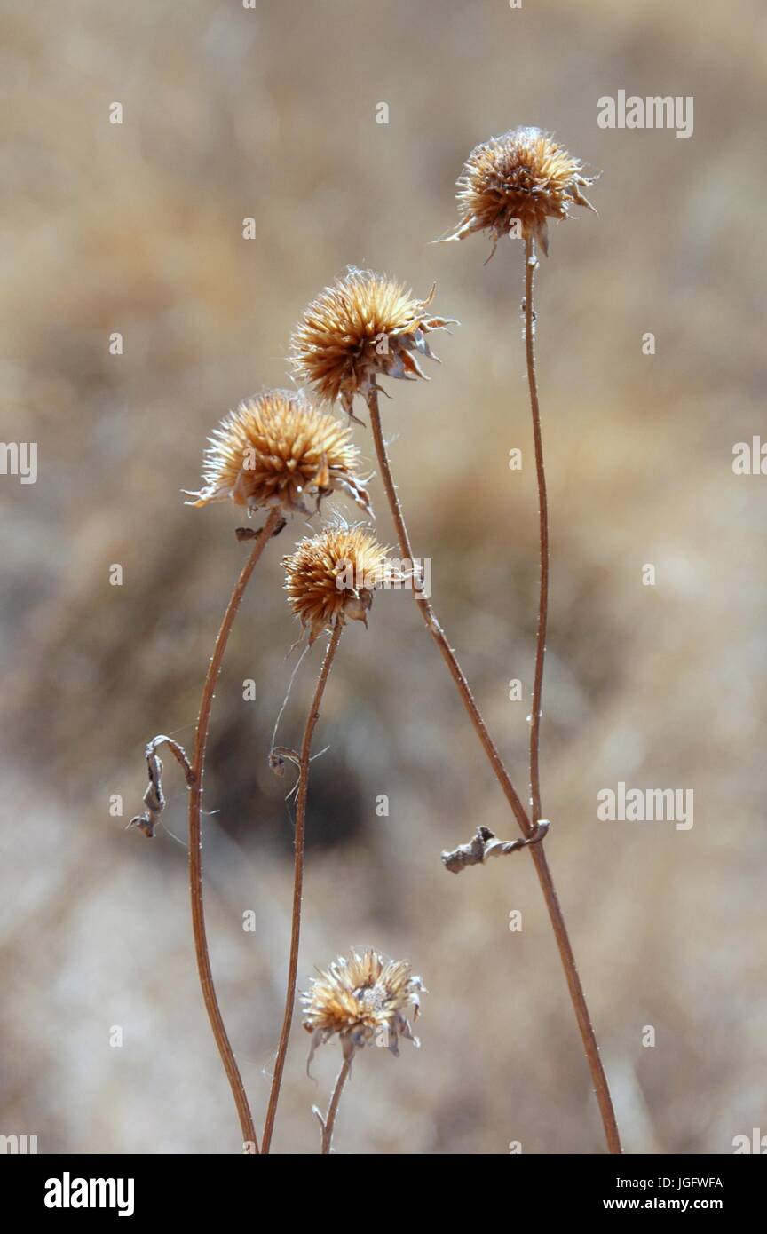 Desiccated Weeds High Resolution Stock Photography and Images - Alamy