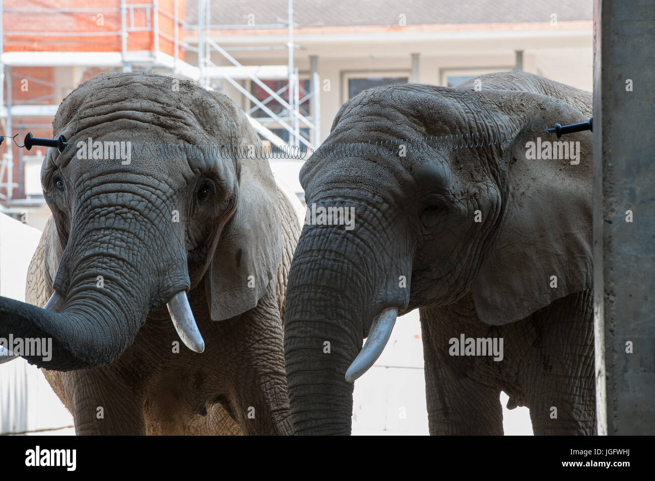 Mad elephant hi-res stock photography and images - Alamy